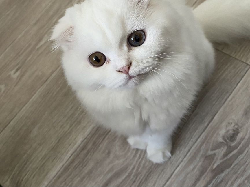 Кошку в добрые руки