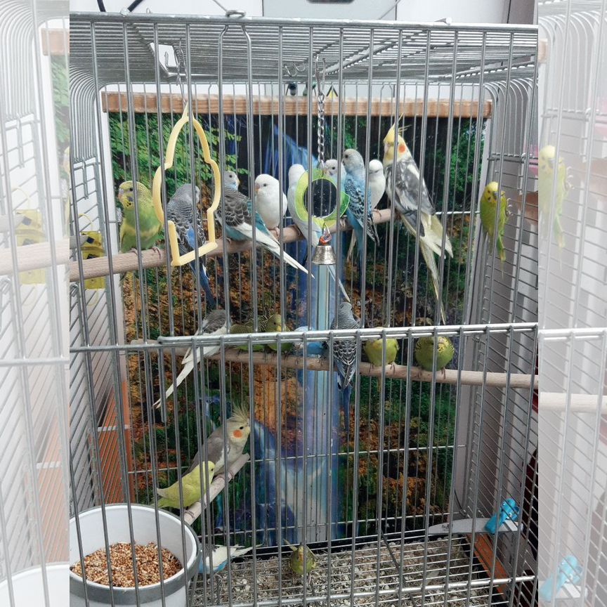 Волнистый попугай