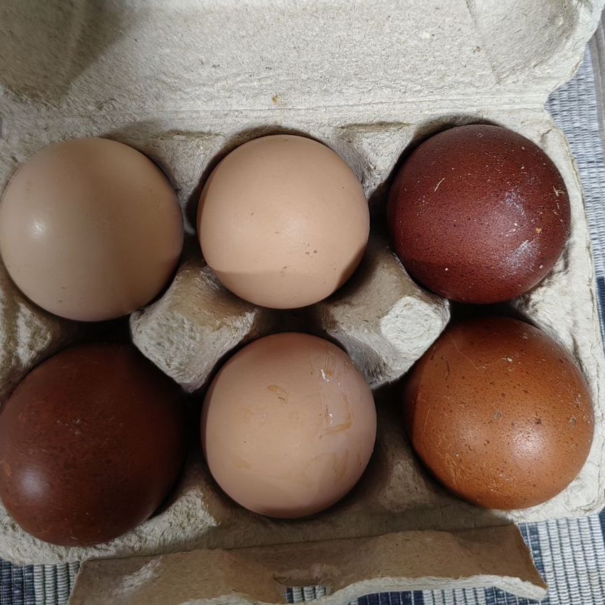 Куры несушки