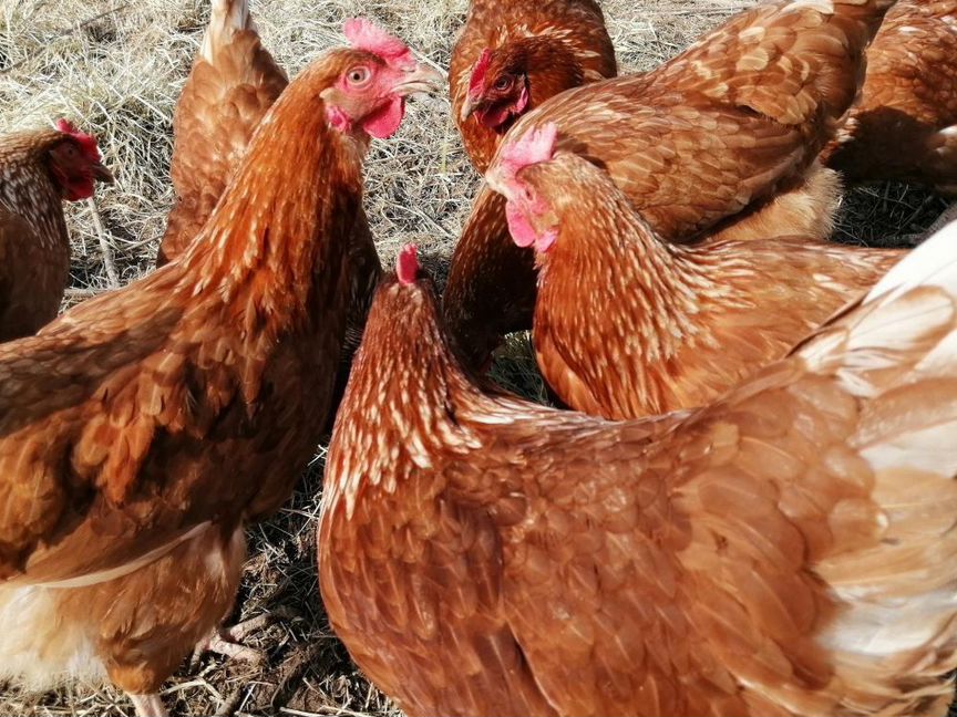 Куры ломан браун, куры леггорн