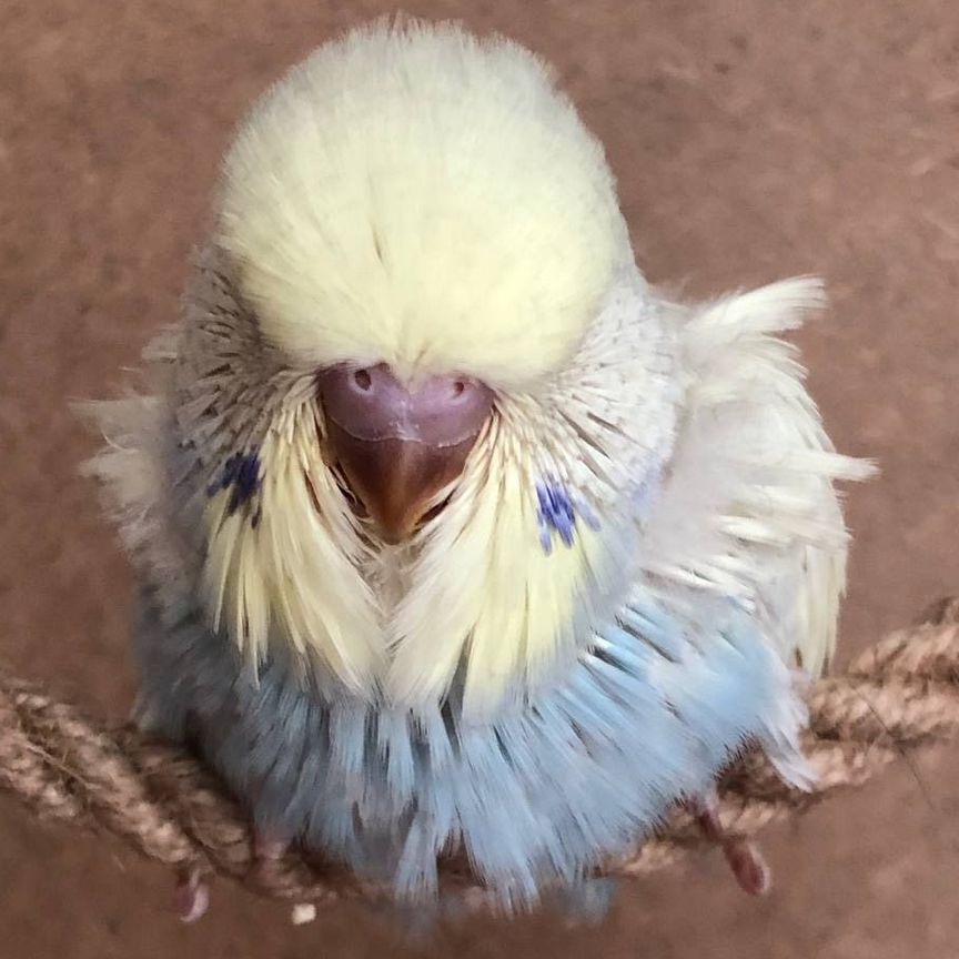 Выставочный волнистый попугай ввп Чех