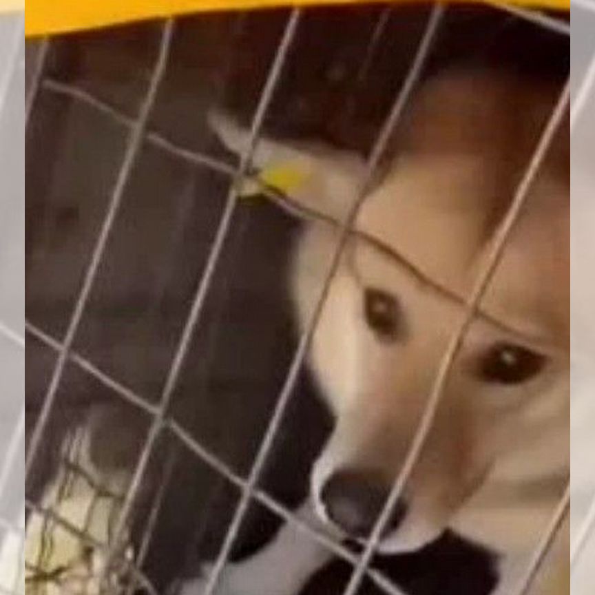 Взрослая собака в добрые руки