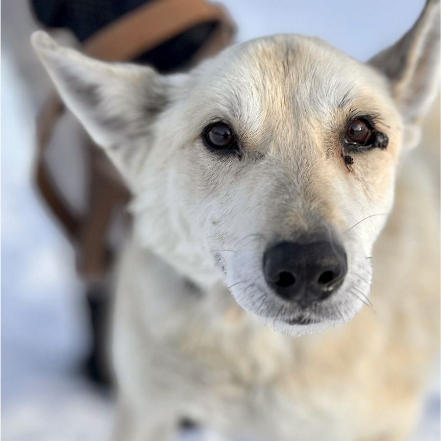 Взрослый пёс в добрые руки