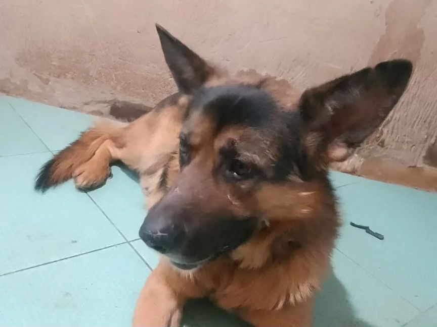 Немецкая овчарка