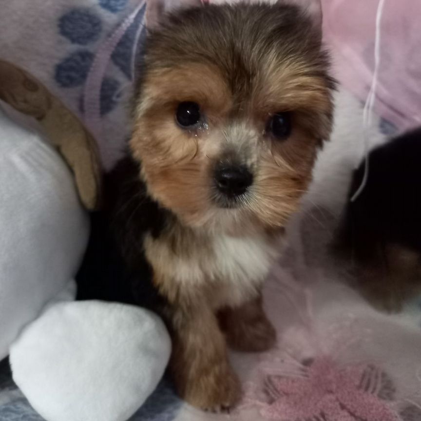 Йоркширский терьер, щенок