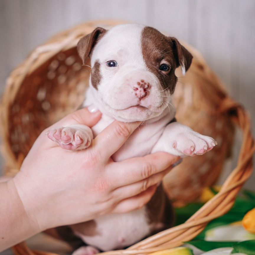 Девочка булли