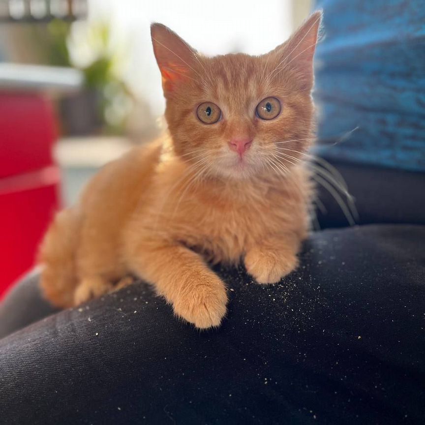 Рыжий котенок
