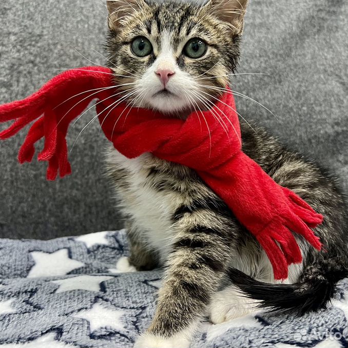 Котенок Пончик в добрые руки бесплатно