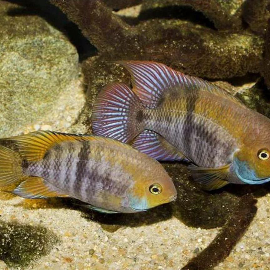 Седжик цихлазома