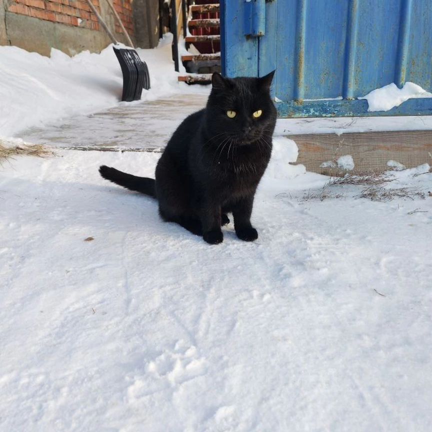 Взрослый кот в добрые руки