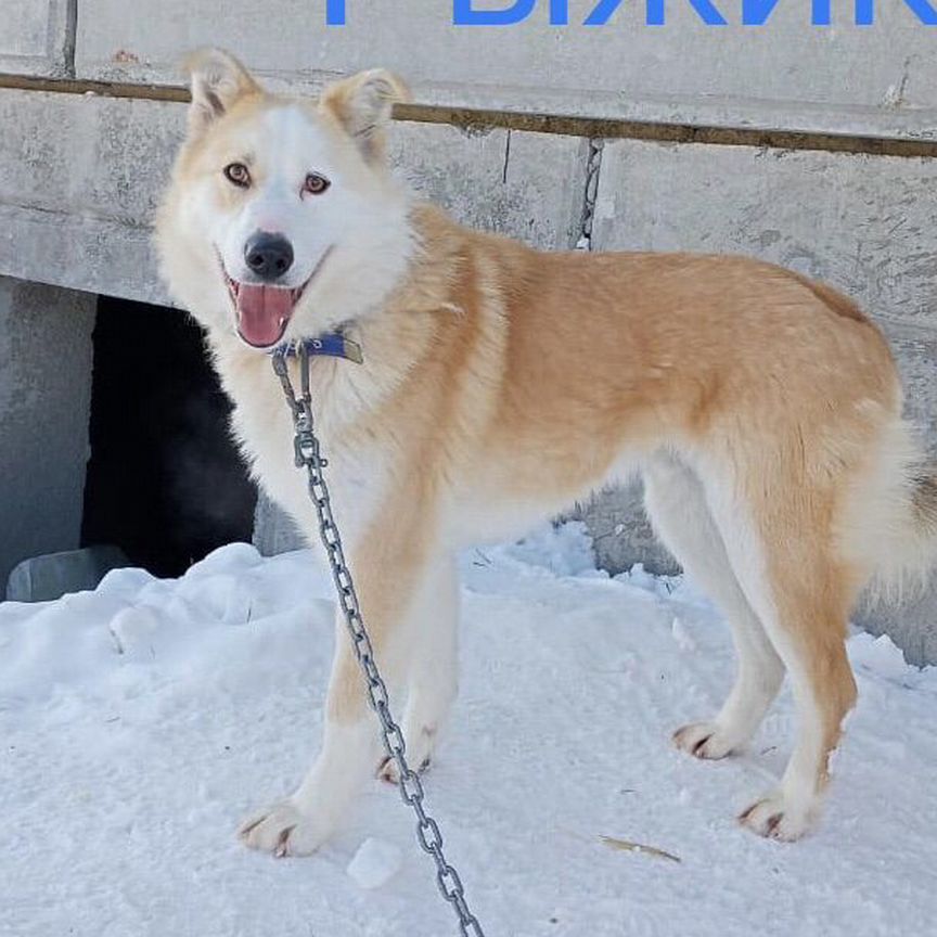 Спасите собак