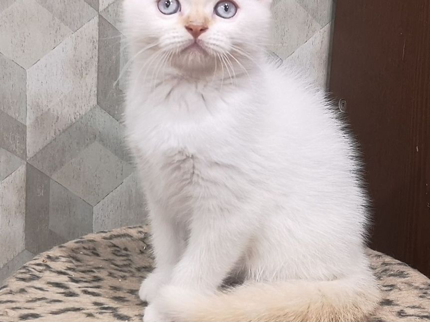 Шотландский котёнок