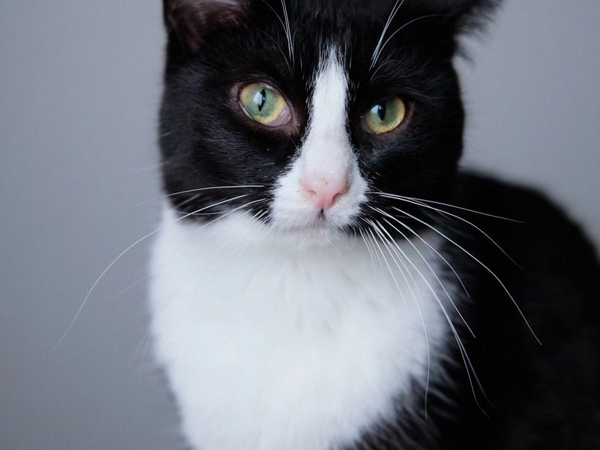 Кот Шустрик