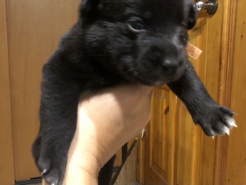 Щенки и собаки