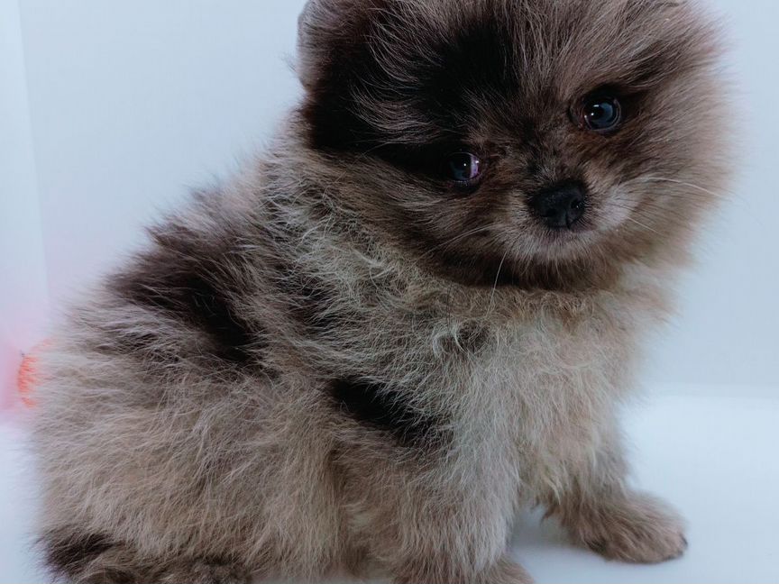 Мини мальчик померанчик