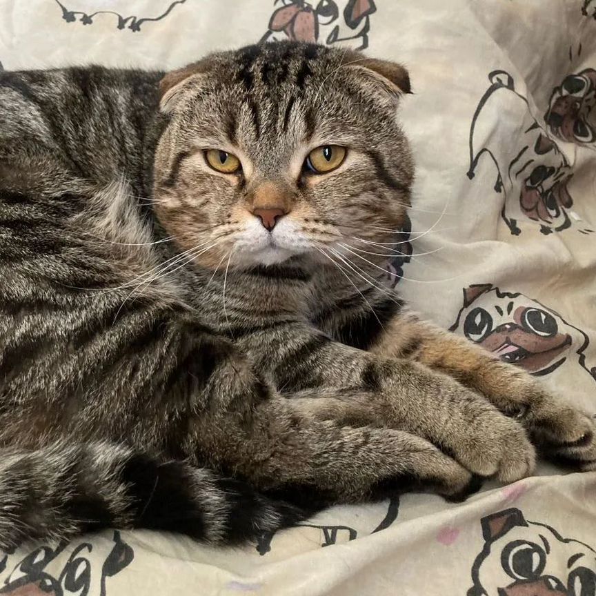 Взрослый кот в добрые руки