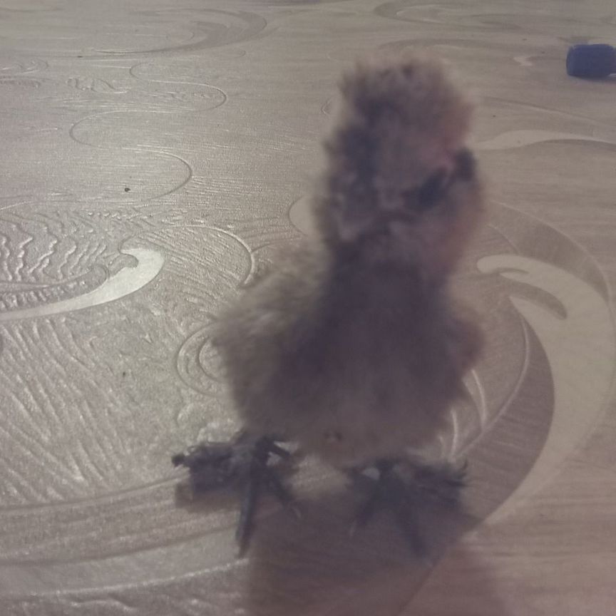 Цыплята китайские шелковые