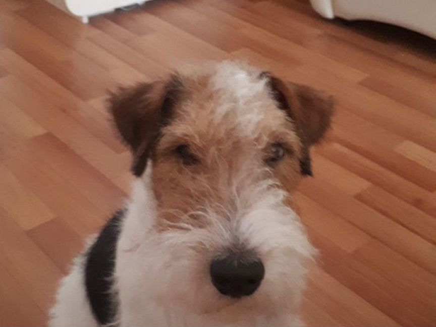 Кобель для случки