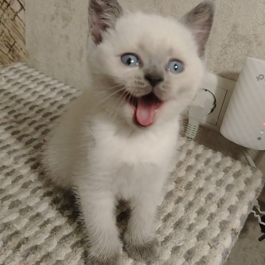 Котик шотланский