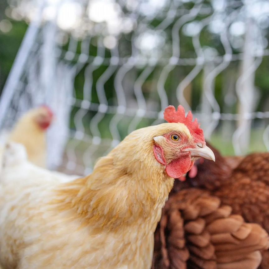 Куры несушки сегодня доставим