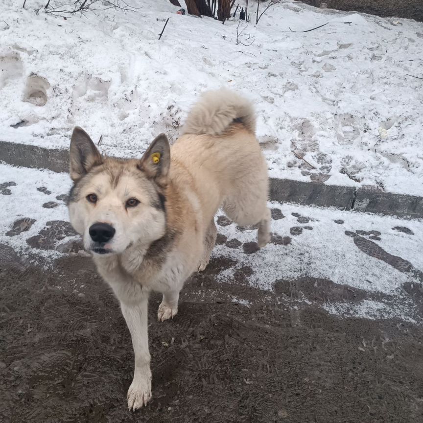 Лайка