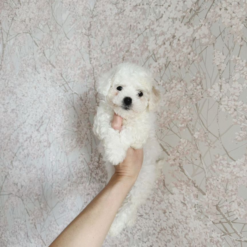 Девочка Бишон