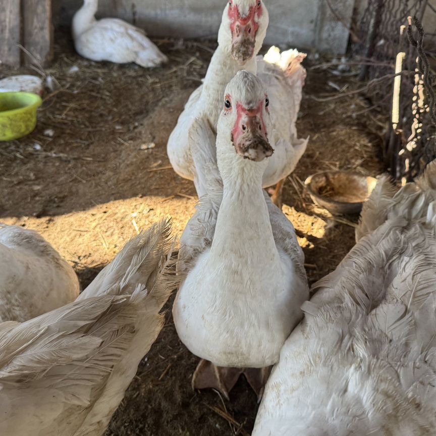 Мускусные утки