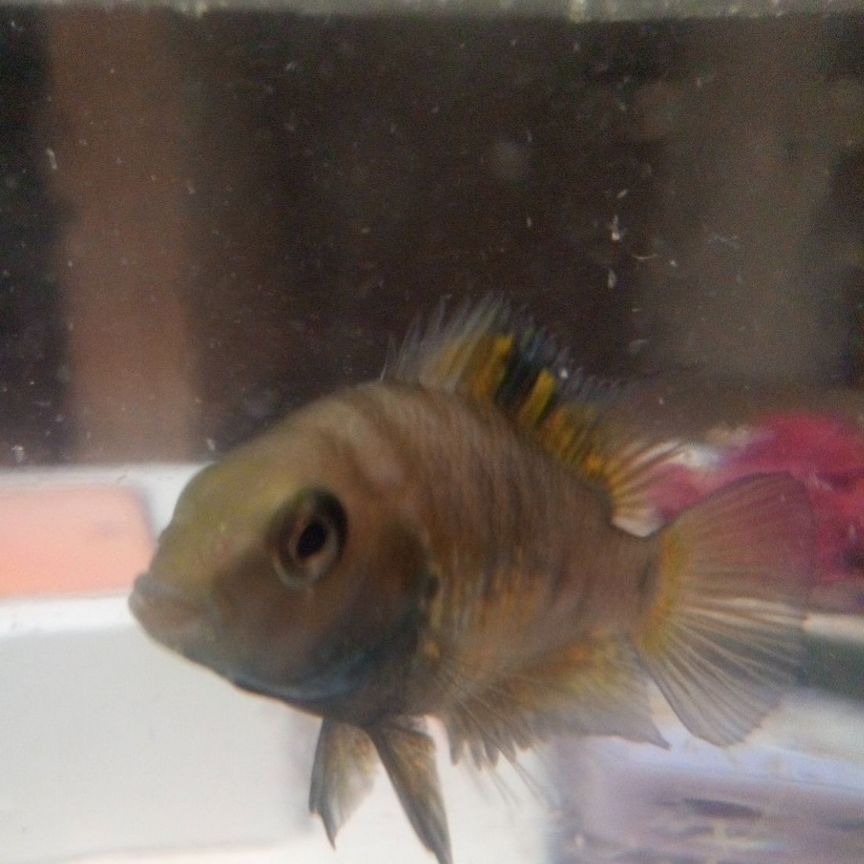 Чернополосная цихлида