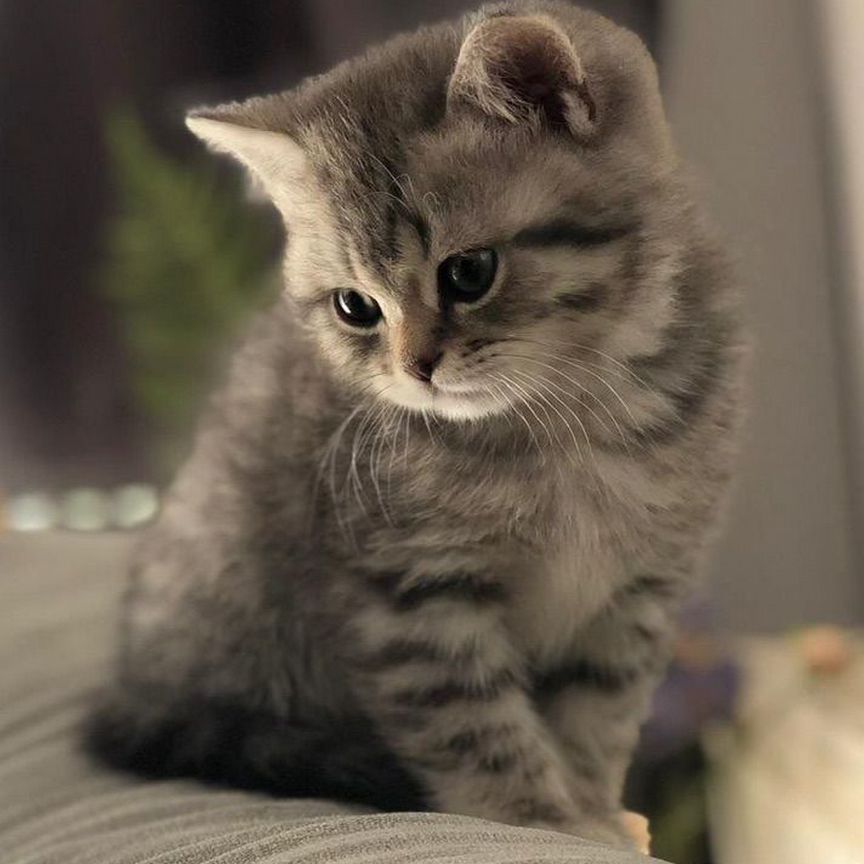 Шотландский прямоухий короткошёрстный котёнок