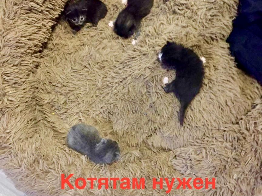 Котята выкорм