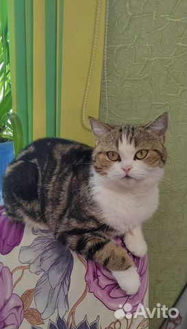 Шотландская кошечка