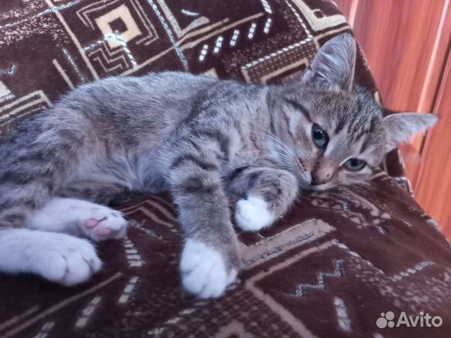 Красивая кошь