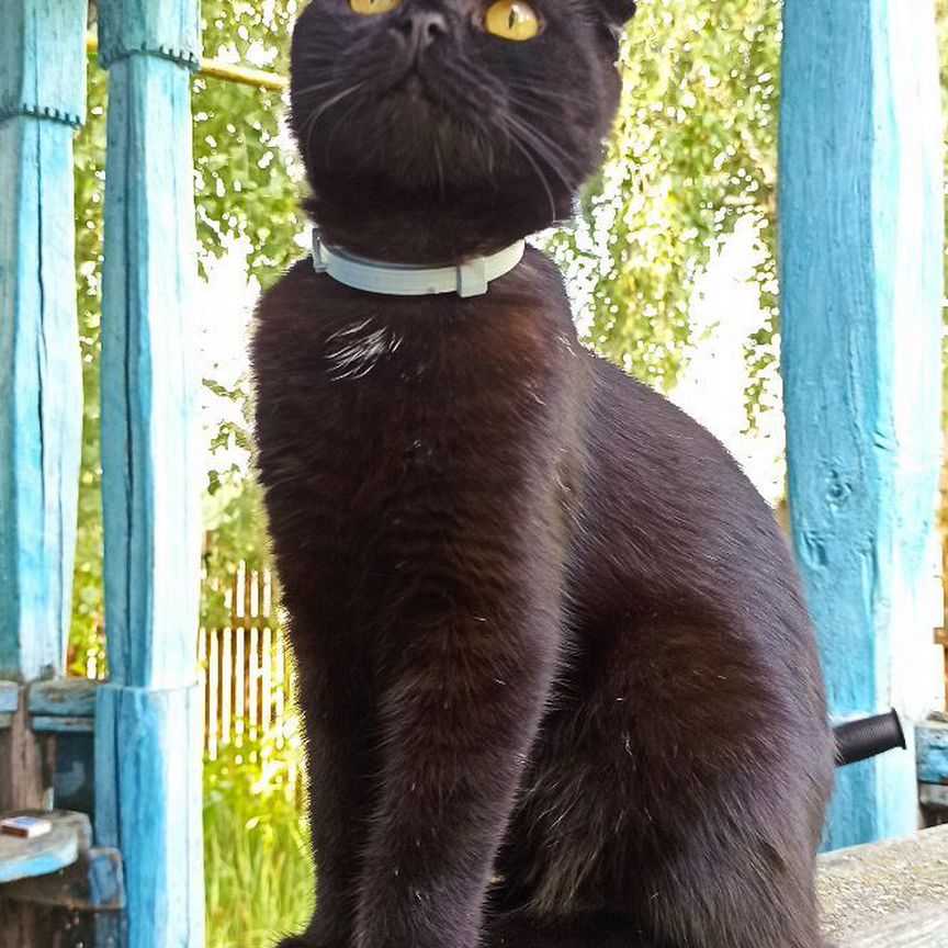 Кошка вислоухая