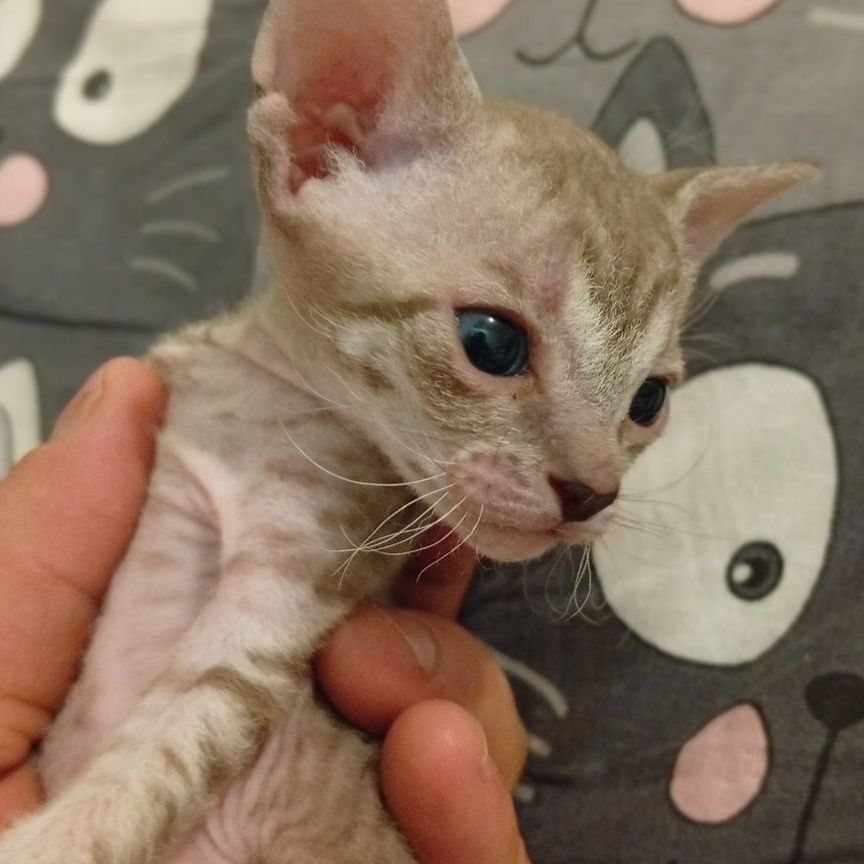 Донской сфинкс котёнок