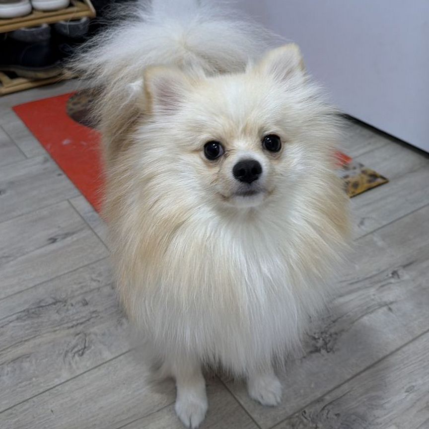 Померанский шпиц, щенок