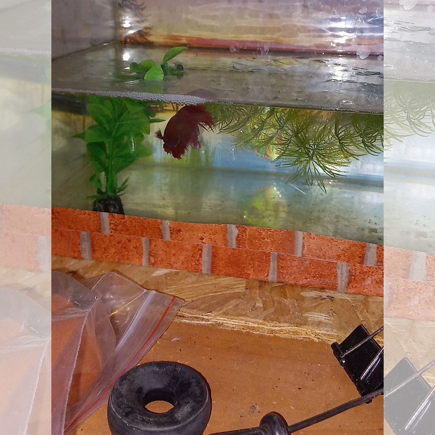 Аквариум с рыбкой