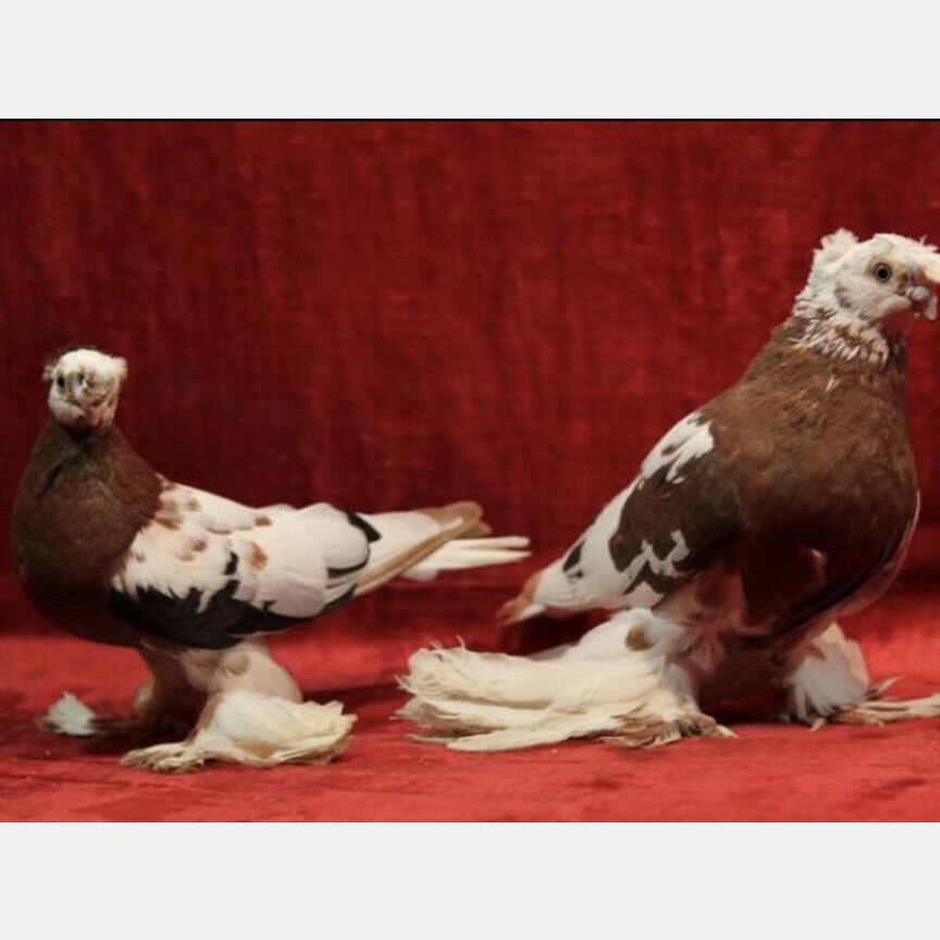 Продажа голубей