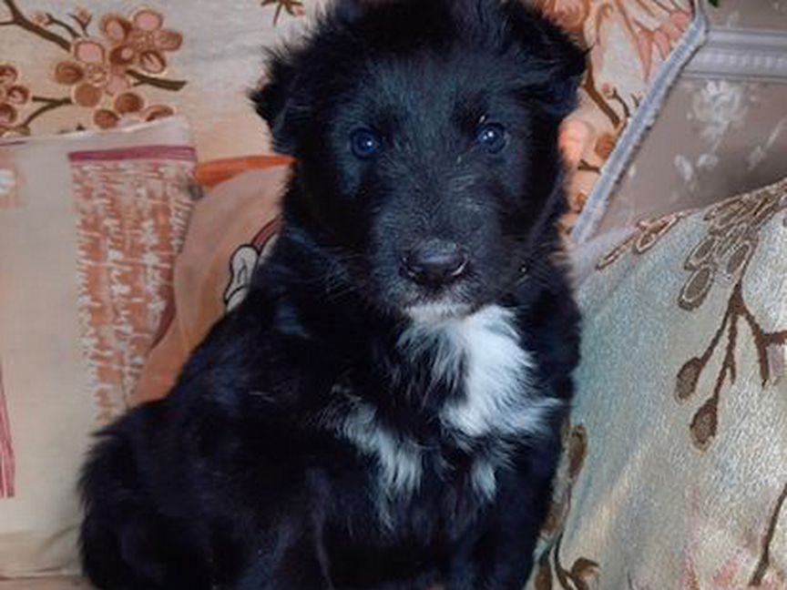 Очаровательный малыш 1,5 месяца ждет хозяев