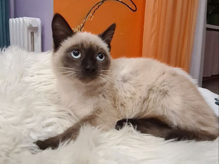Тайская кошка
