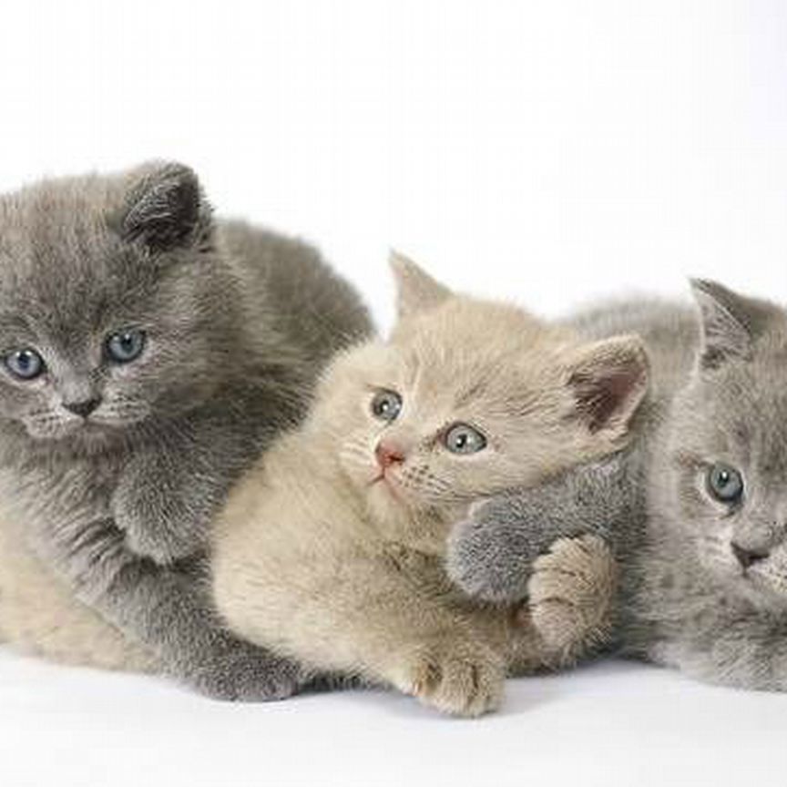 Британские котята голубые и лиловые