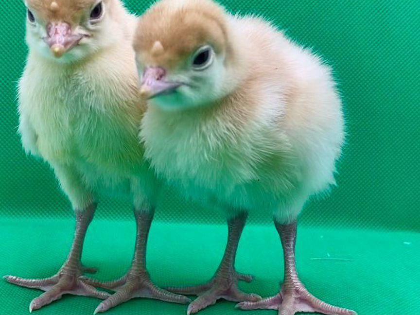 Индейка суточная индюшата Ростов-на-Дону