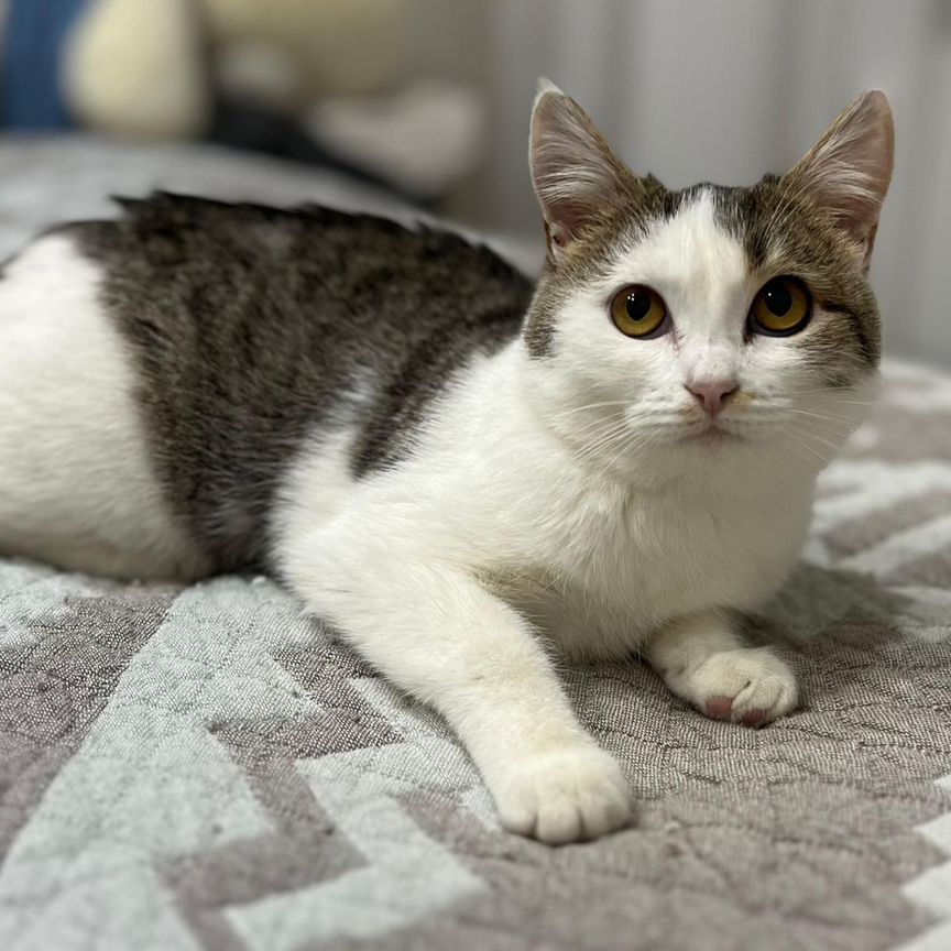 Котенок милая привитая девочка