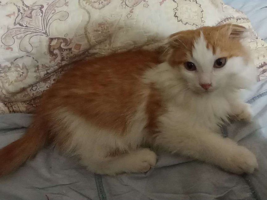 Отдам рыжего котёнка в добрые руки