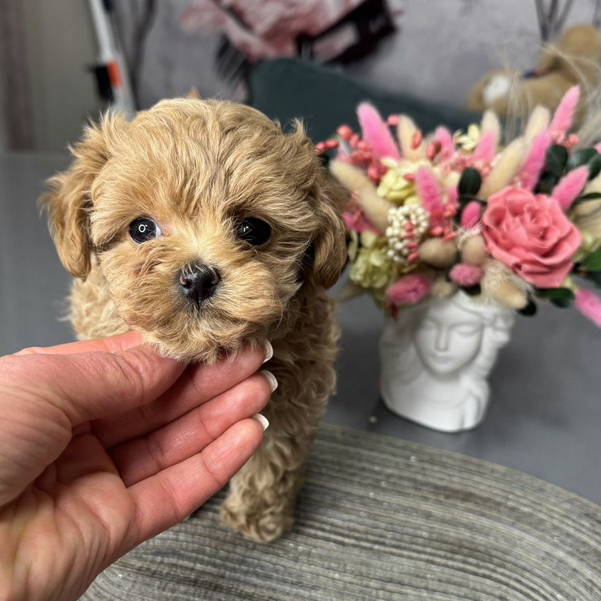 Мальтипу, щенок