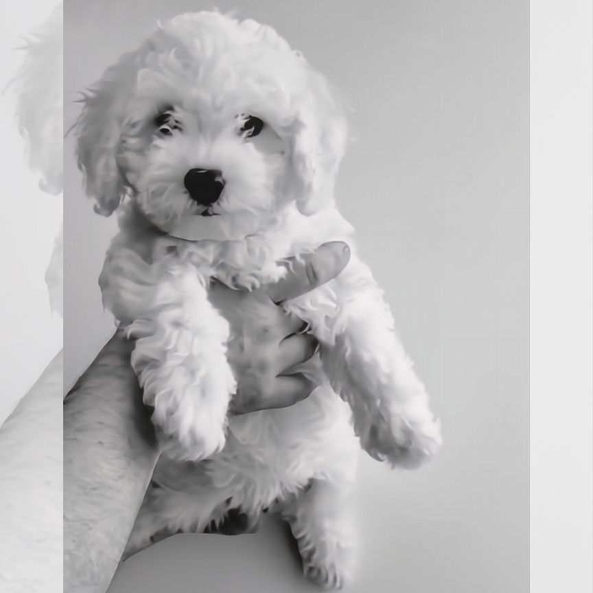 Бишон фризе, щенок