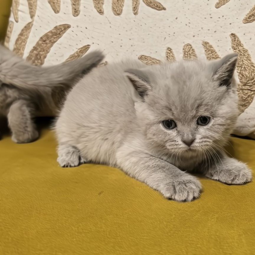Британский короткошёрстный котёнок