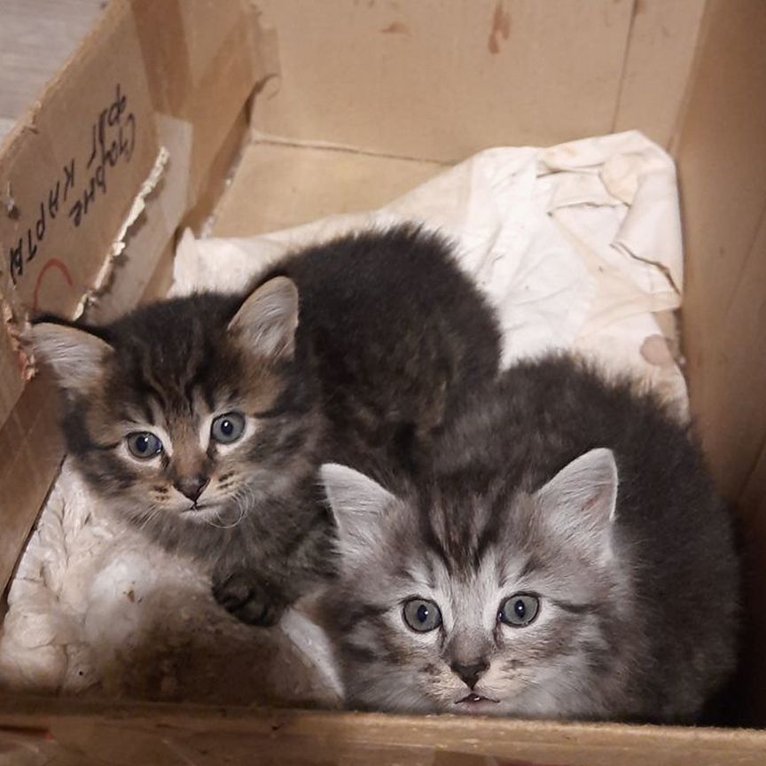 Отдадим котят, 1.5 месяца