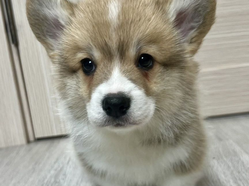 Щенки Вельш-корги пемброк