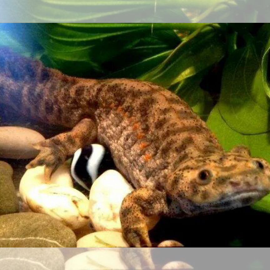 Отдам тритоа испанского