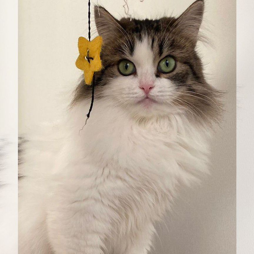 Взрослая кошка в добрые руки